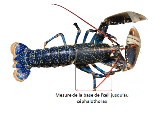 J'ai pêché un homard marqué • Comité Départemental des Pêches Maritimes ...
